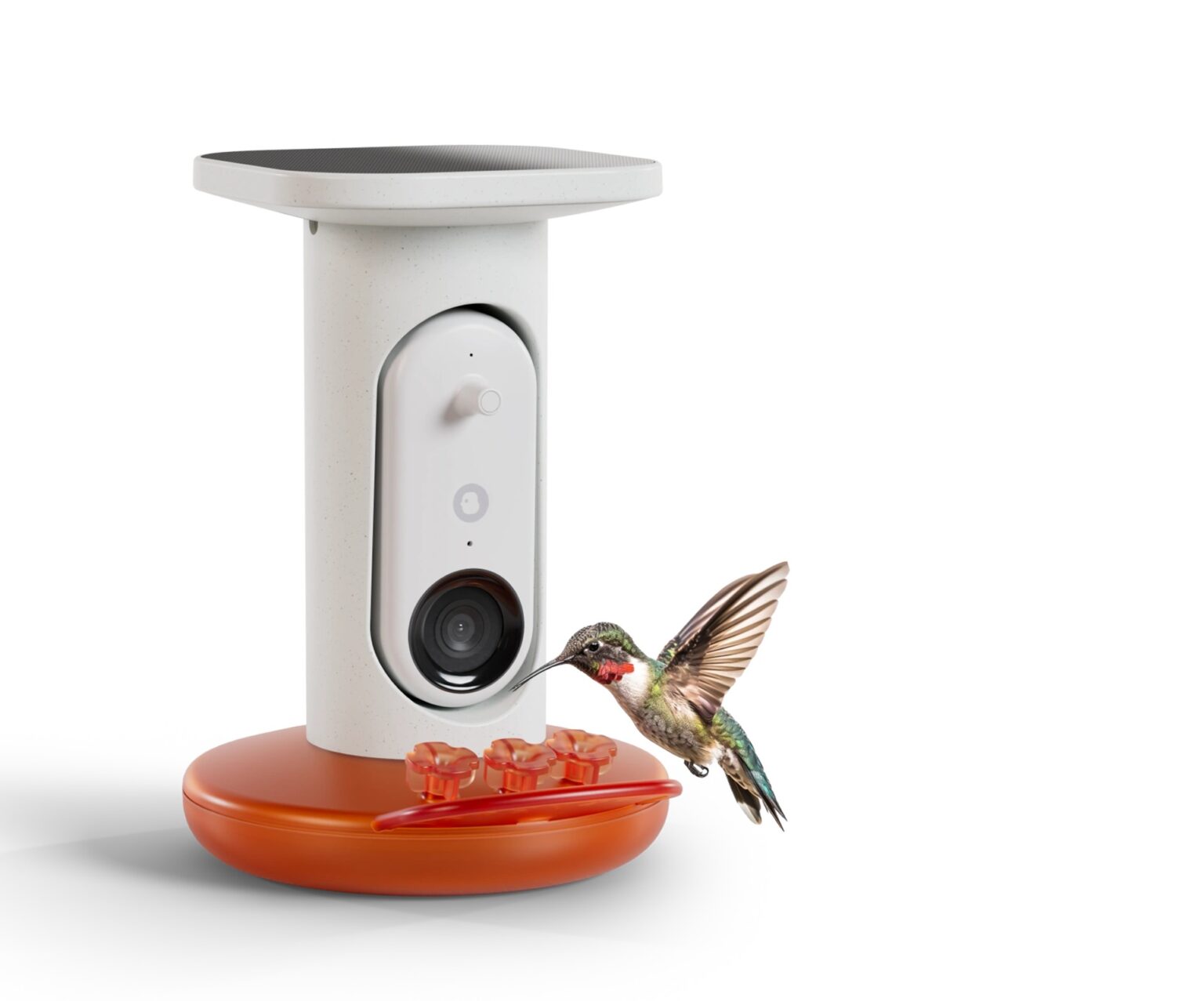 Review: Bird Buddy Hummingbird Feeder Pro - TWICE