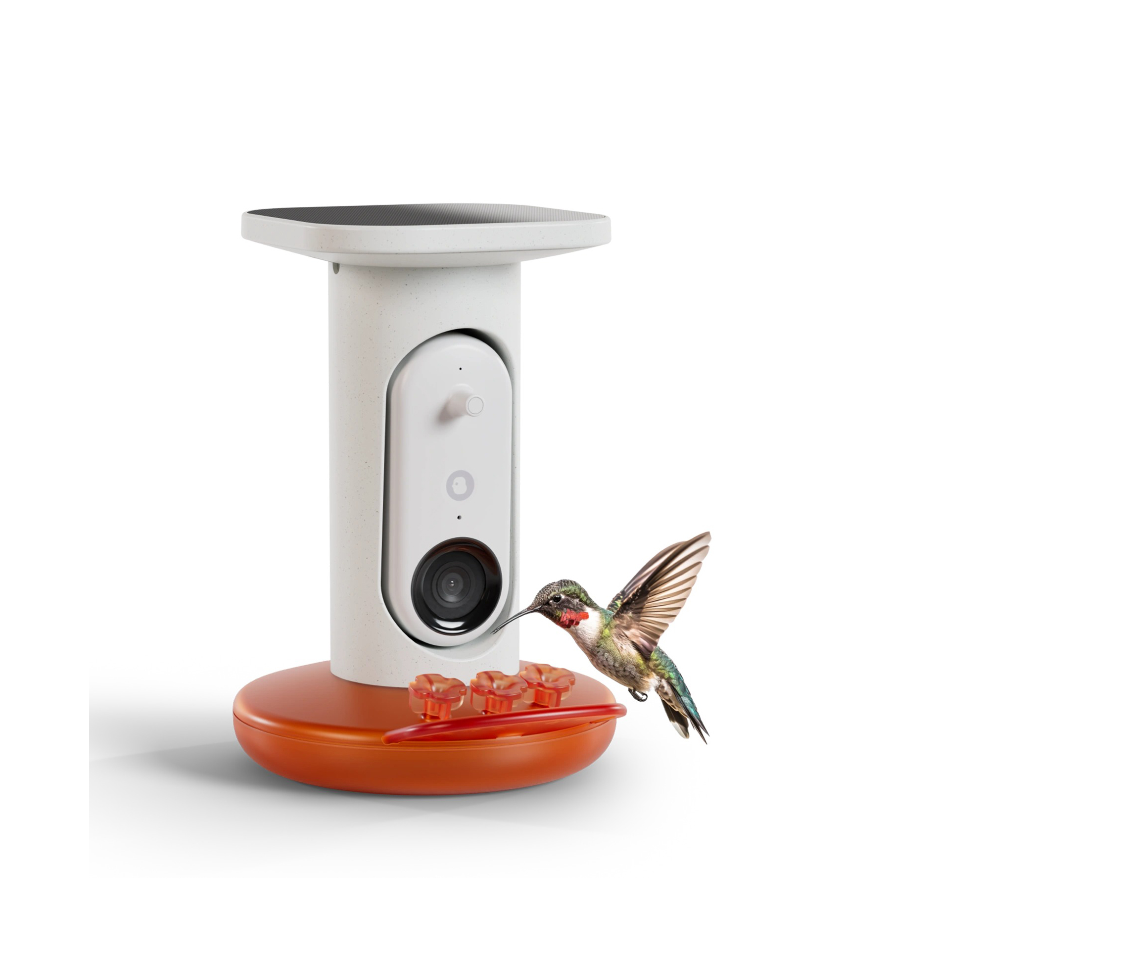 Review: Bird Buddy Hummingbird Feeder Pro - TWICE